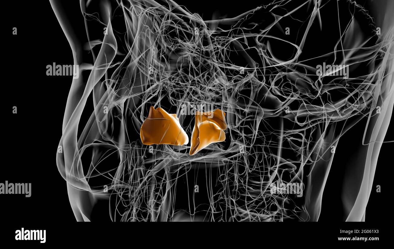 Human Skeleton inferior nasal concha Anatomy 3D Illustration Stock ...