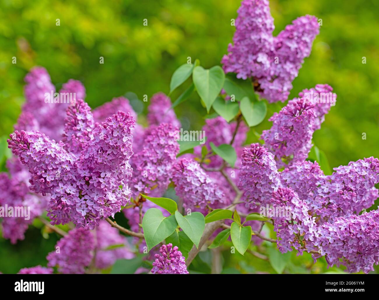Violet blooming lilac, syringa, in spring Stock Photo - Alamy