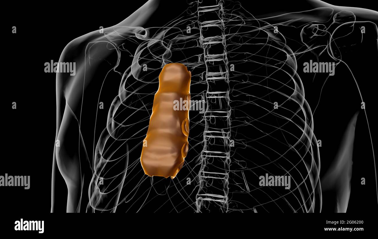 Human Skeleton Body of Sternum Bone Anatomy For Medical Concept 3D ...