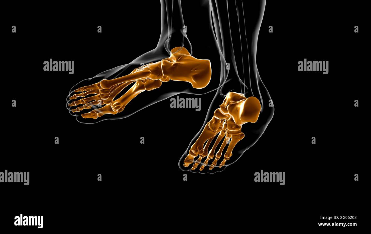 Human Skeleton Foot bones Anatomy For Medical Concept 3D Illustration ...