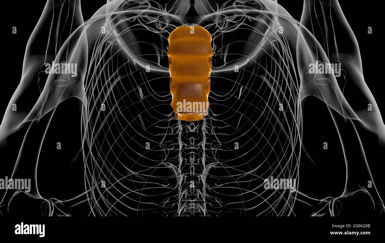 Human Skeleton Body of Sternum Bone Anatomy For Medical Concept 3D ...