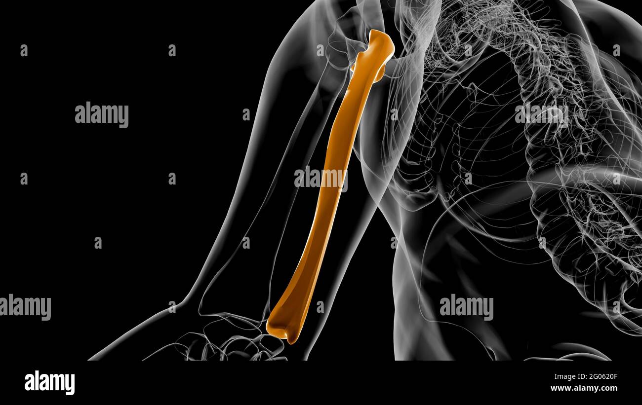 Human skeleton anatomy Ulna Bone 3D Rendering For Medical Concept Stock ...