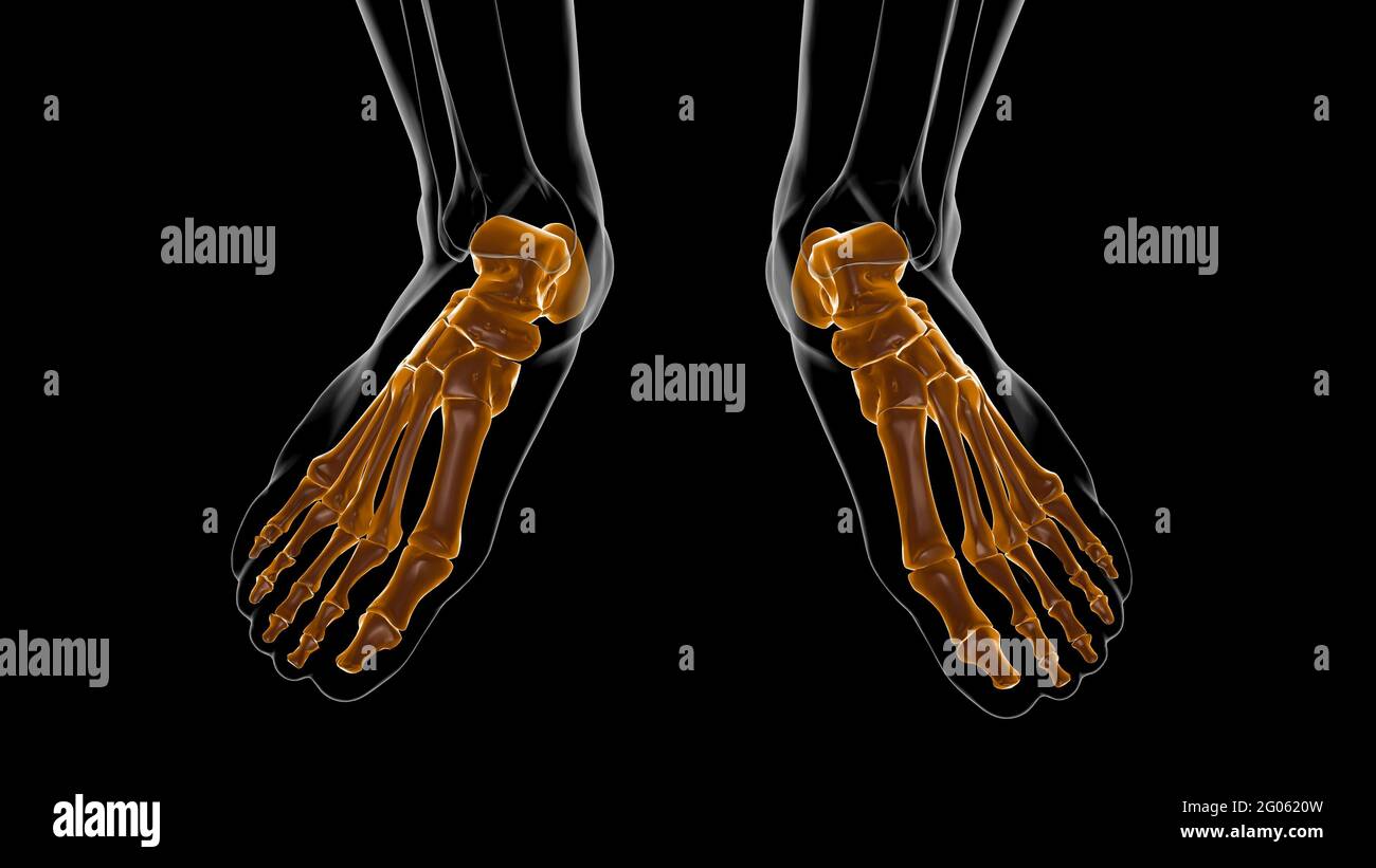 Human Skeleton Foot bones Anatomy For Medical Concept 3D Illustration ...