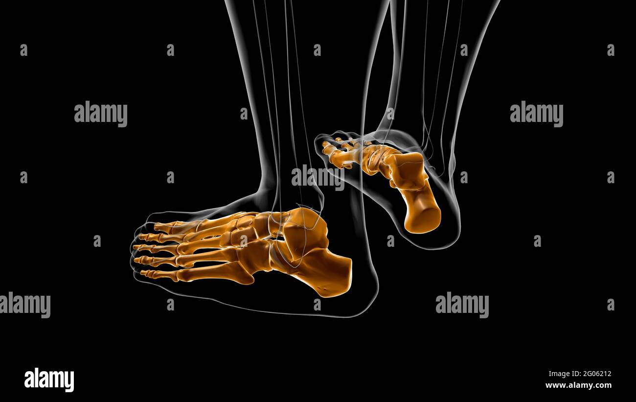 Human Skeleton Foot bones Anatomy For Medical Concept 3D Illustration ...