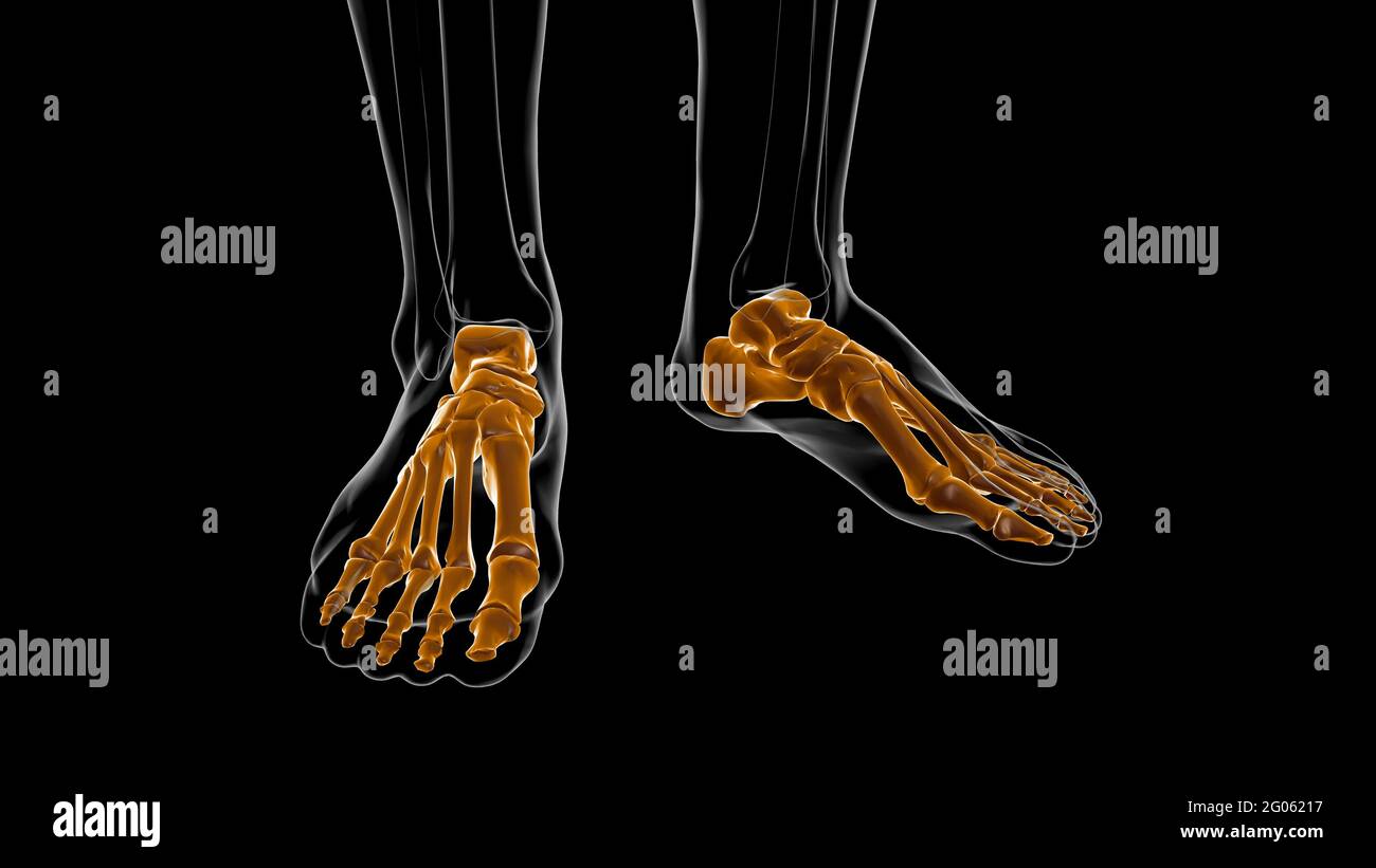 Human Skeleton Foot bones Anatomy For Medical Concept 3D Illustration ...