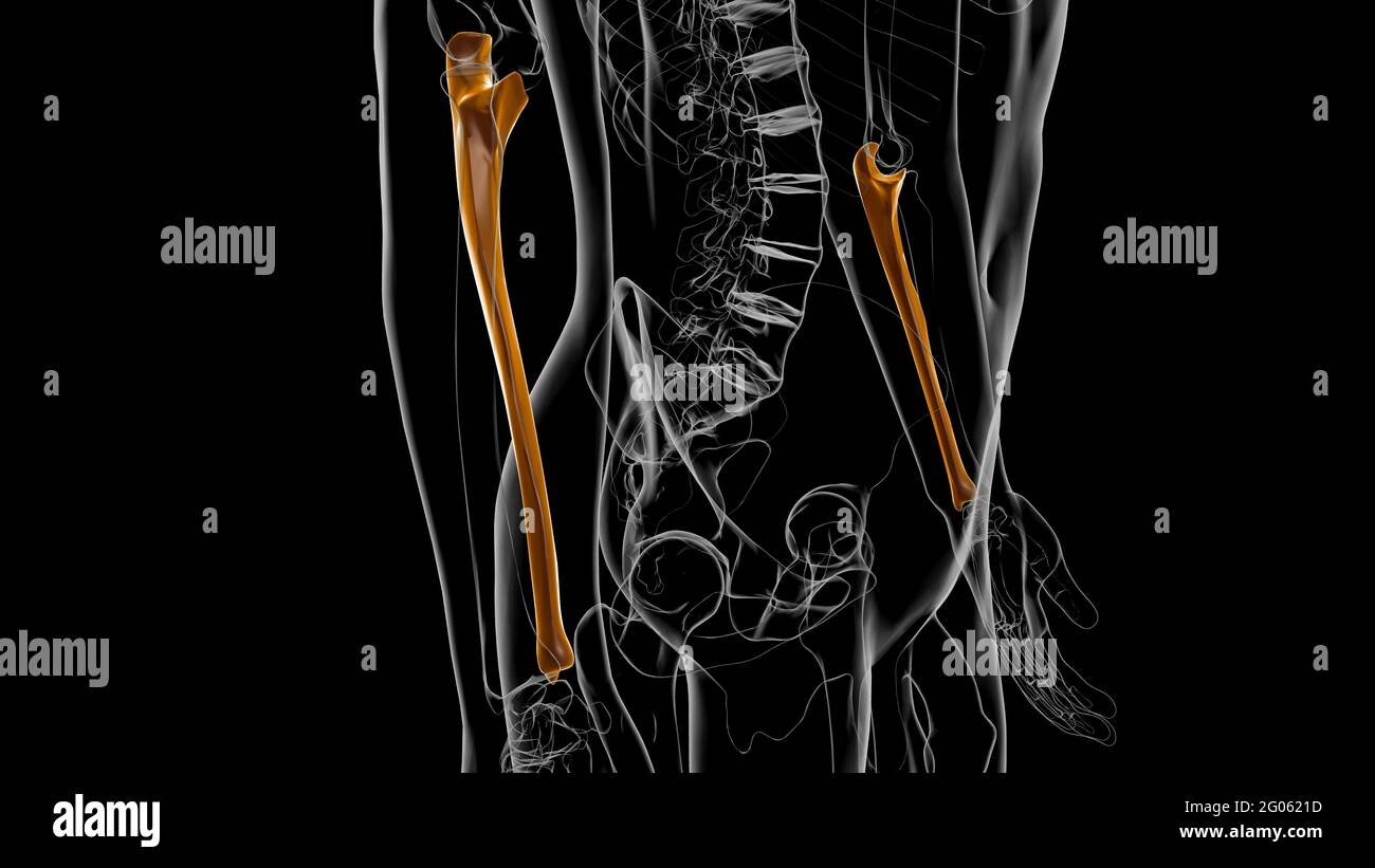 Human skeleton anatomy Ulna Bone 3D Rendering For Medical Concept Stock ...