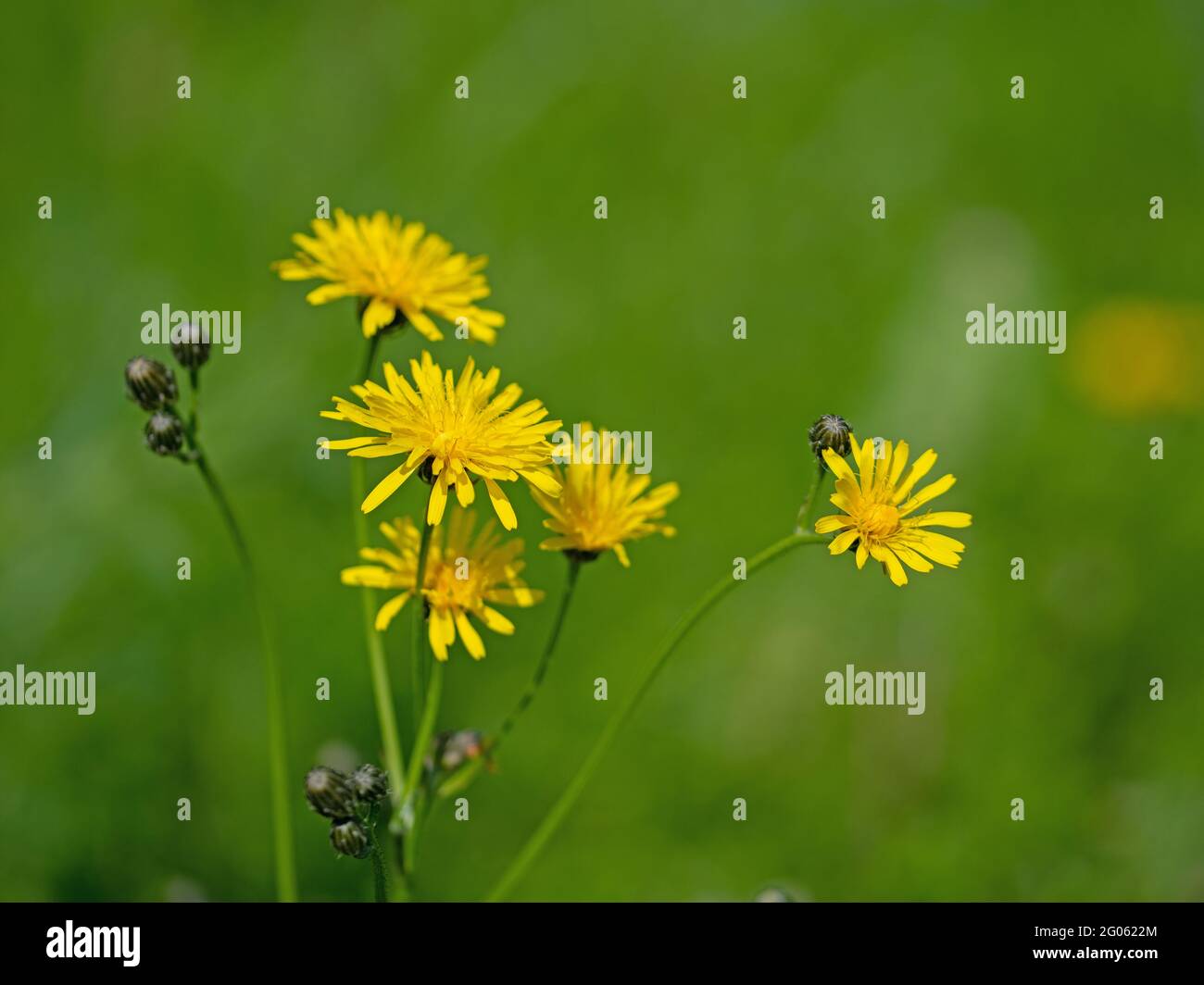Flowering hawkweed hi-res stock photography and images - Alamy