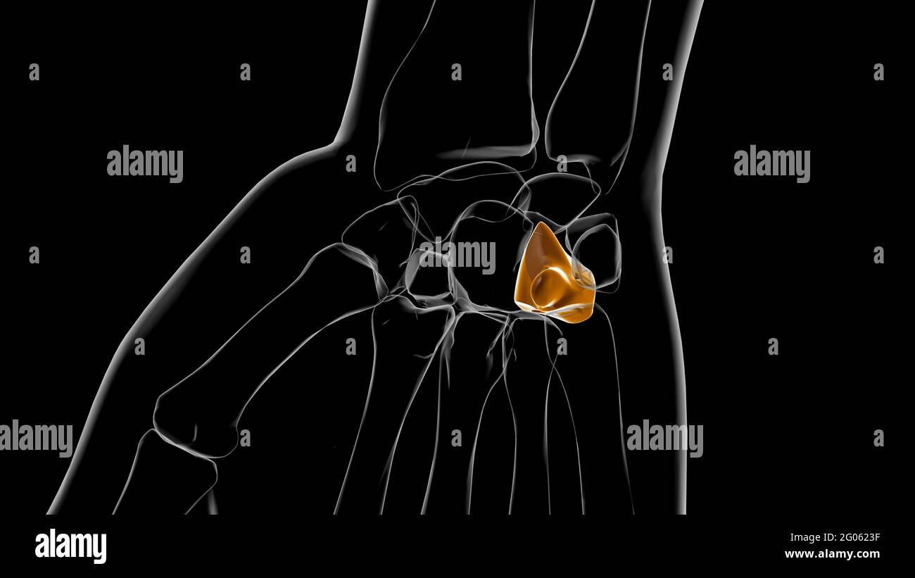 Human Skeleton Hamate Bone Anatomy For Medical Concept 3D Illustration ...