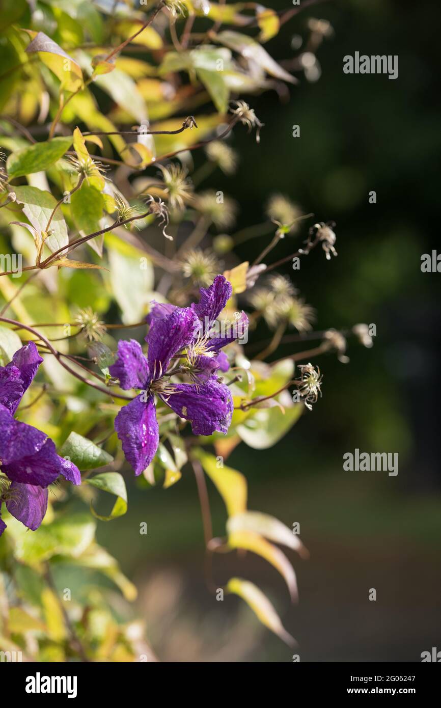 Wall climbing clematis hi-res stock photography and images - Alamy