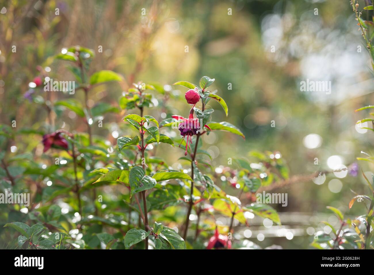 Fuchsia berry plant hi-res stock photography and images - Alamy