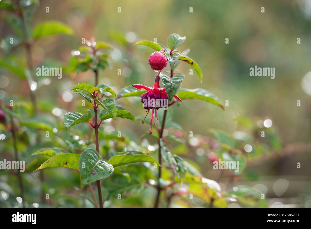 Fuchsia berry plant hi-res stock photography and images - Alamy