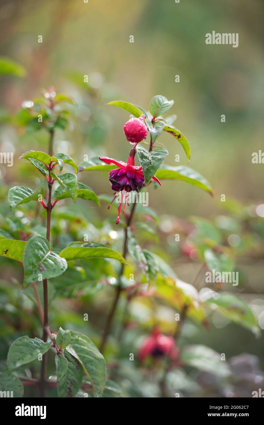 Fuchsia berry plant hi-res stock photography and images - Alamy