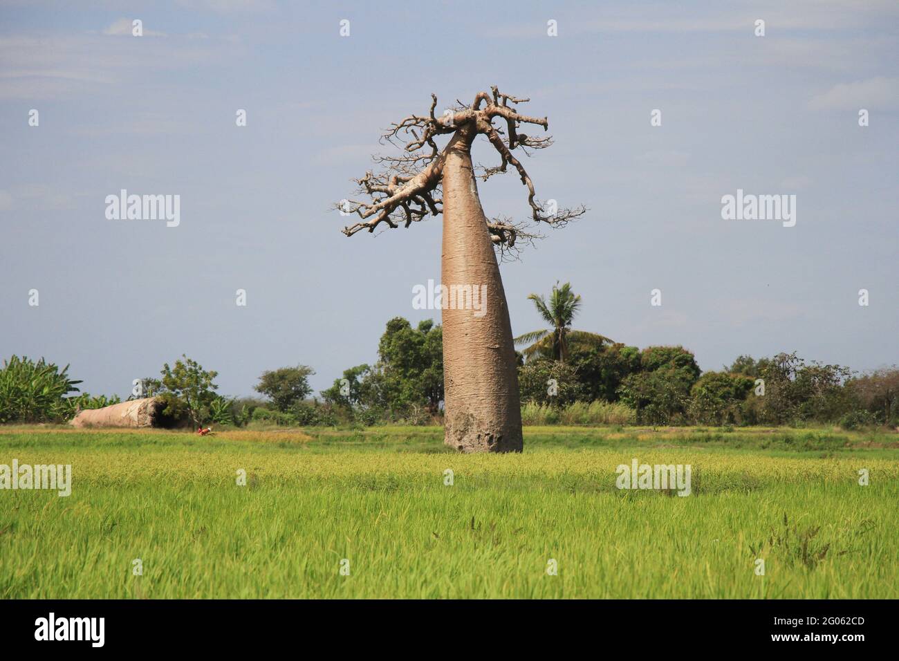 Baobab trees in Madagascar Stock Photo - Alamy