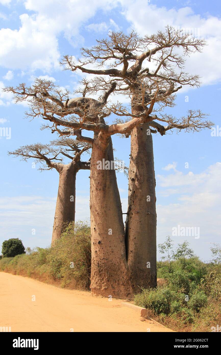 Baobab trees in Madagascar Stock Photo - Alamy