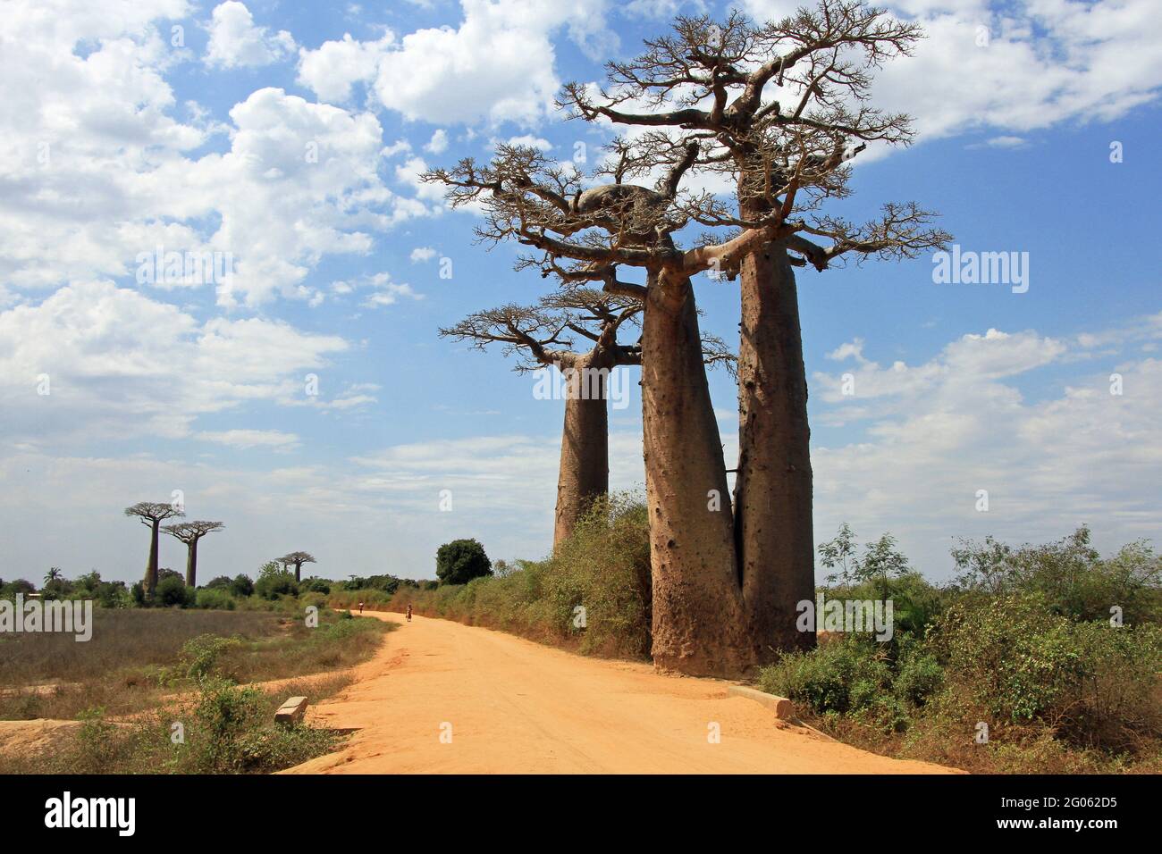 Baobab trees in Madagascar Stock Photo - Alamy