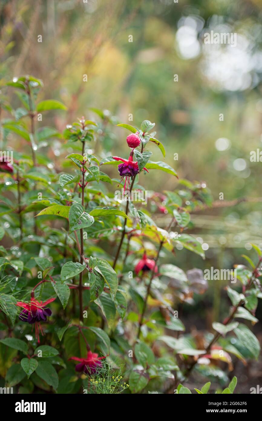 Fuchsia berry hi-res stock photography and images - Alamy