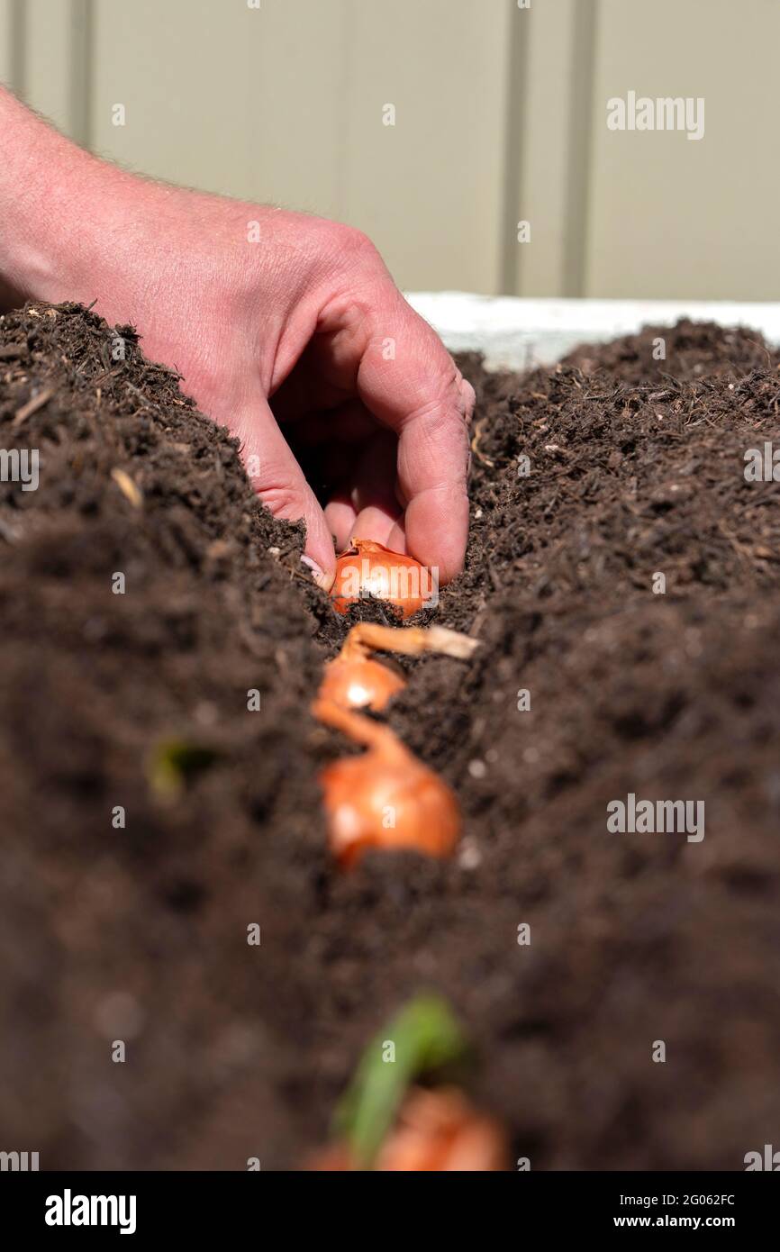 Planting shallot sets hi-res stock photography and images - Alamy
