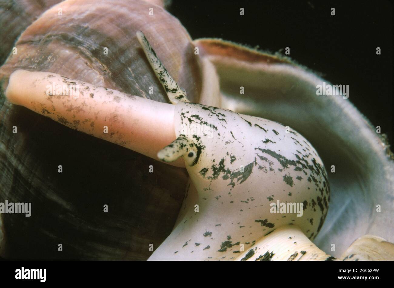 Common whelk (Buccinum undatum) its proboscis or tubular mouthparts ...