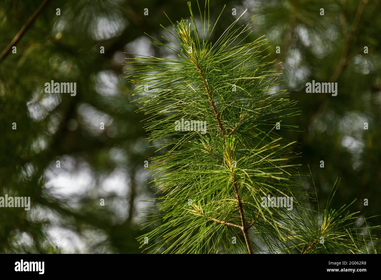 the tip of a branch of a pine tree in the evening sun Stock Photo - Alamy