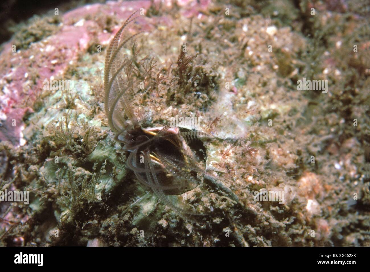 Balanus balanoides feeding hi-res stock photography and images - Alamy