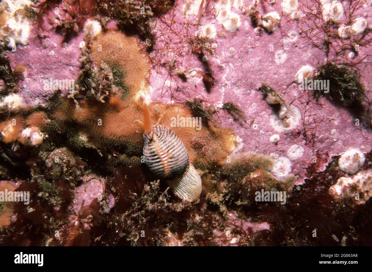 European cowrie (Trivia monacha) feeding on colonial sea squirts, UK ...