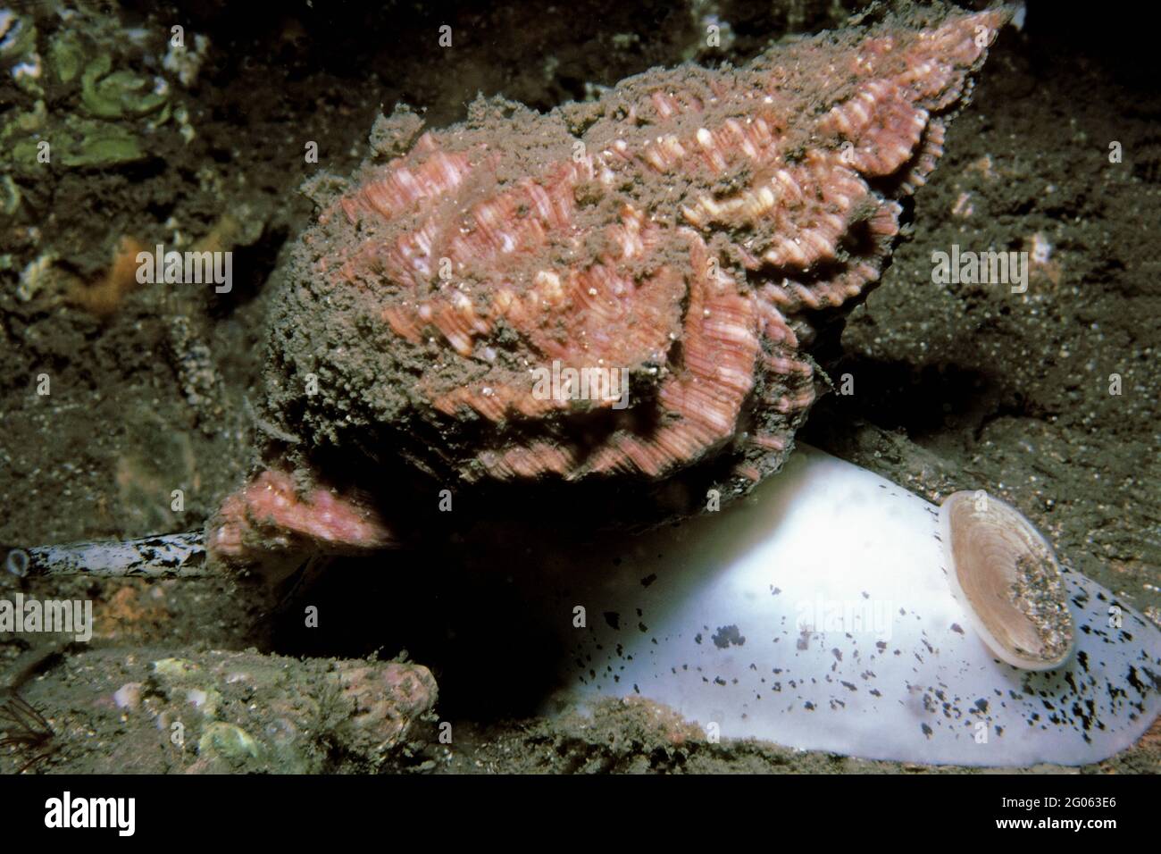 British marine snail hi-res stock photography and images - Alamy