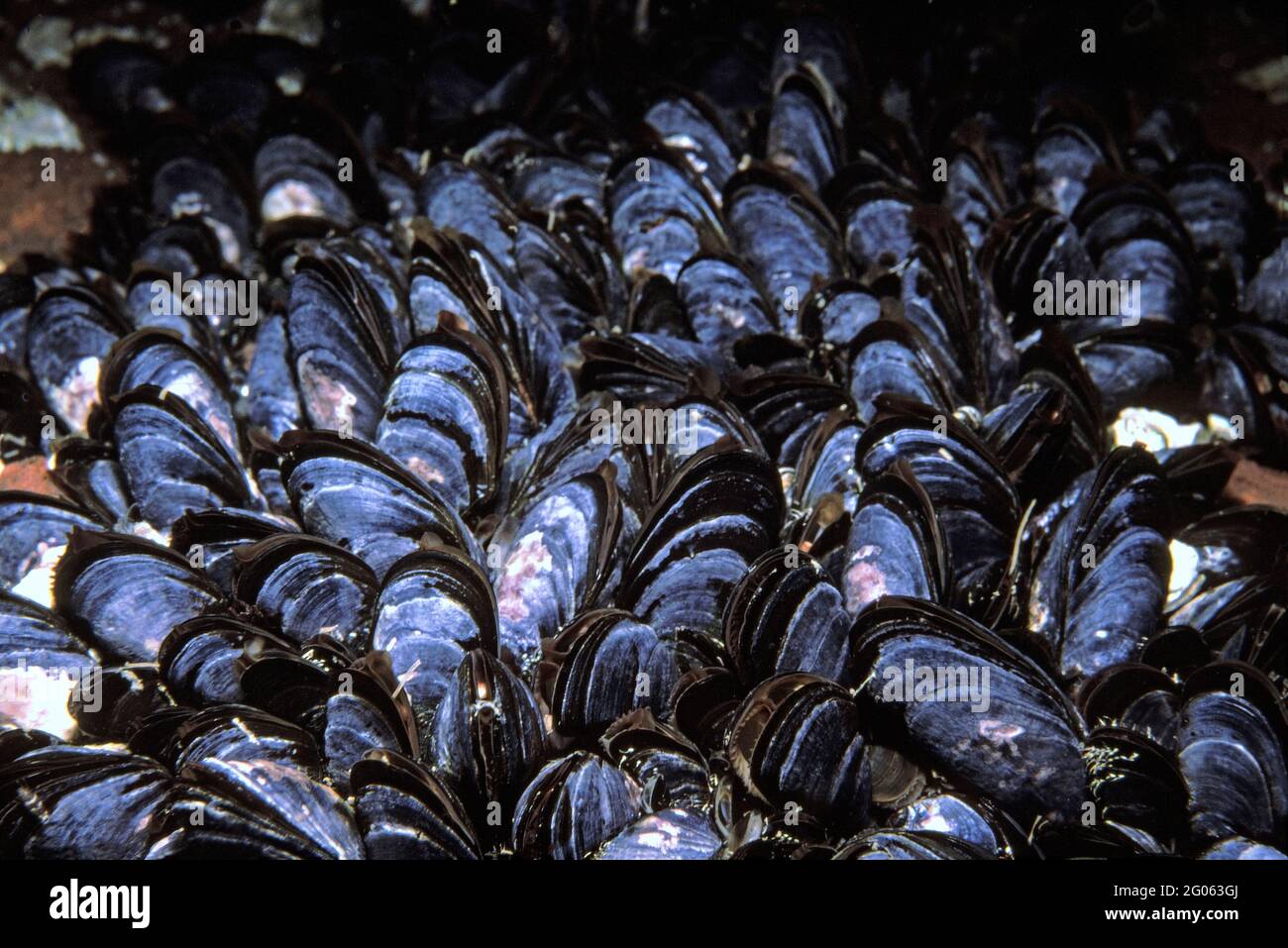 Common mussel blue mytilus hi-res stock photography and images - Alamy