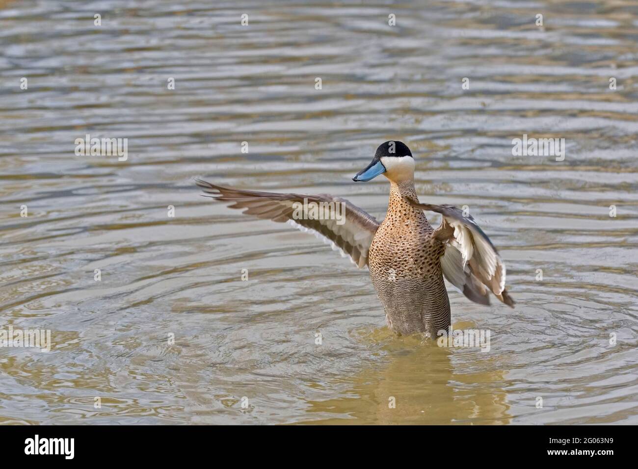 A Puna Teal, Anas puna, wingstand on the pond Stock Photo - Alamy