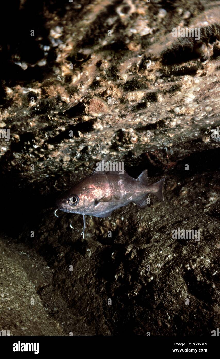 Fish trisopterus luscus cod family of fish hi-res stock photography and ...