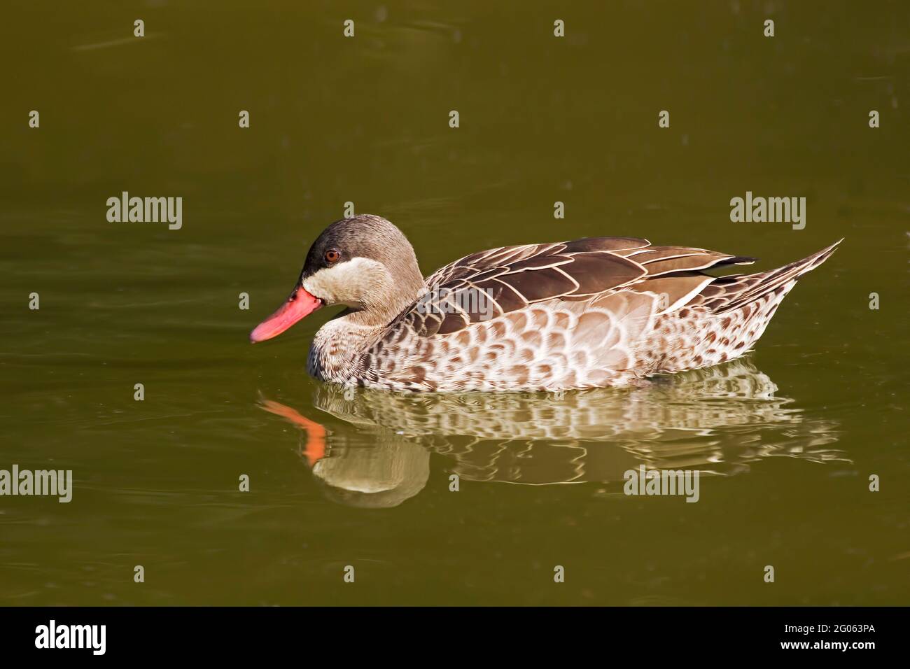 A Red-billed Duck, Anas erythrorhyncha, relaxing on the water Stock ...
