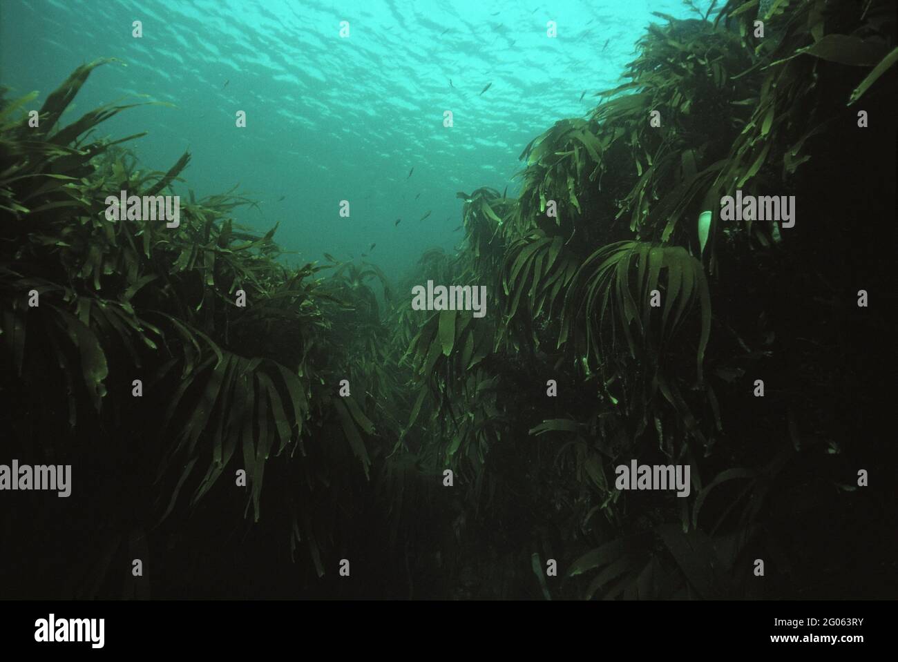 Kelp forest canopy (Laminaria hyperborea) in Scottish coastal waters ...