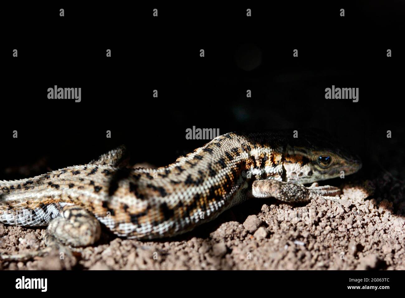Anatolian Rock Lizard. Reptile animal Stock Photo - Alamy