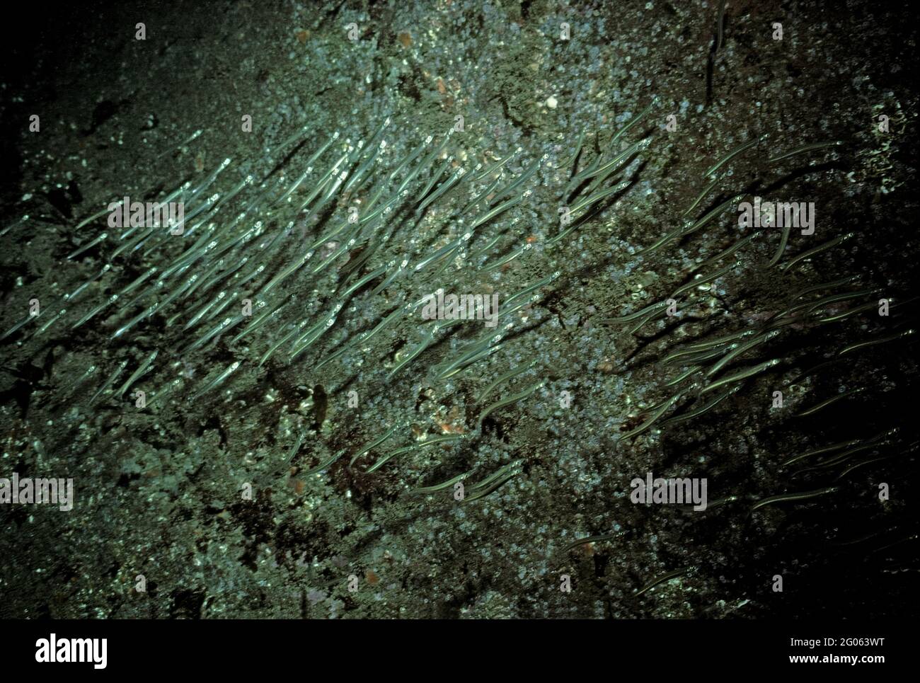 Sand eel (Ammodytes tobianus) shoal in coastal waters, UK Stock Photo ...