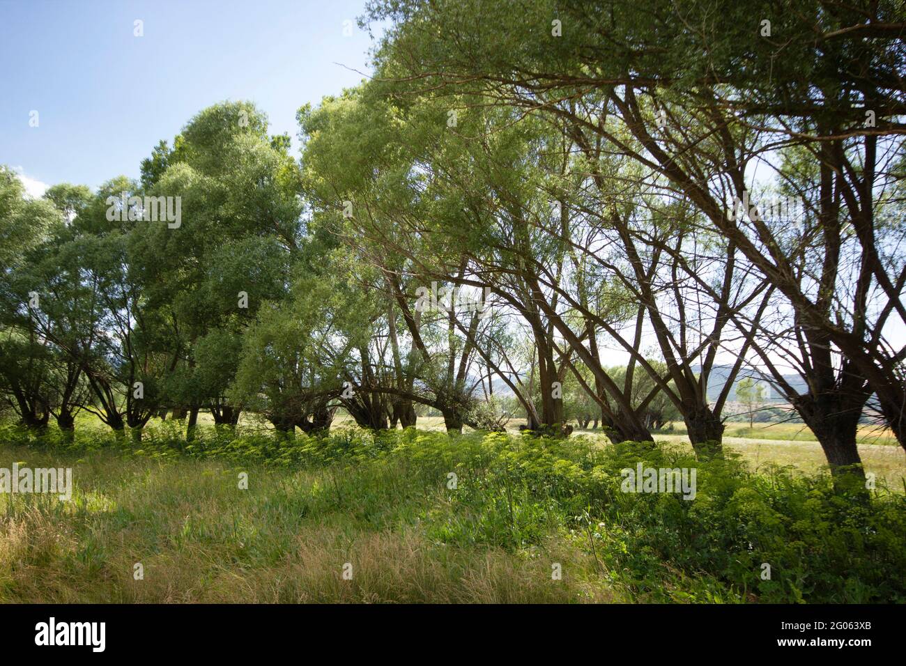 Weeping willow is a deciduous tree. Green nature Stock Photo - Alamy