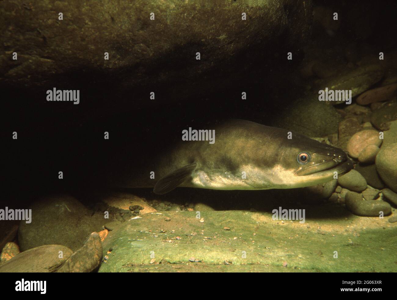 Common eel hi-res stock photography and images - Alamy