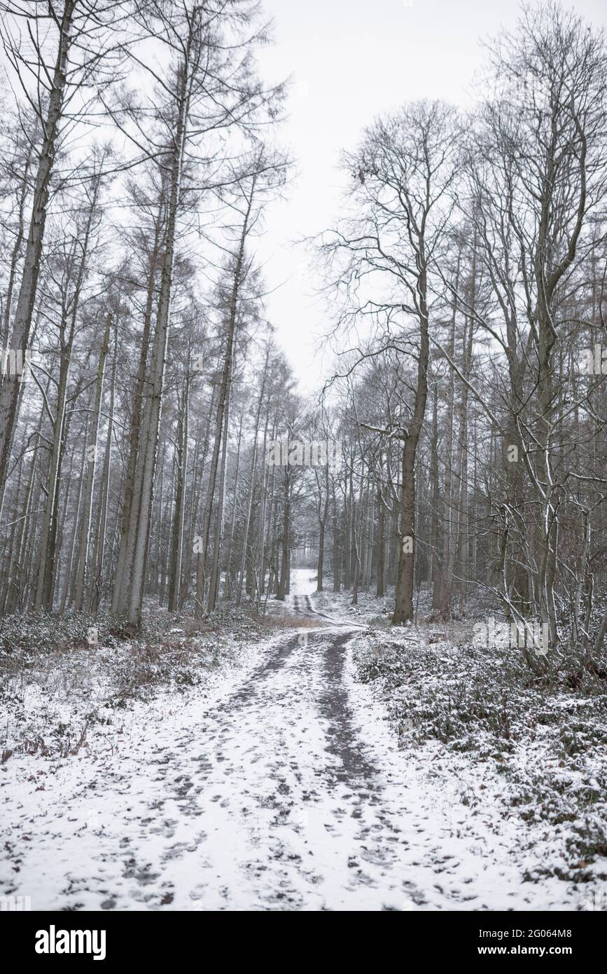 Overgrown winter landscape hi-res stock photography and images - Alamy