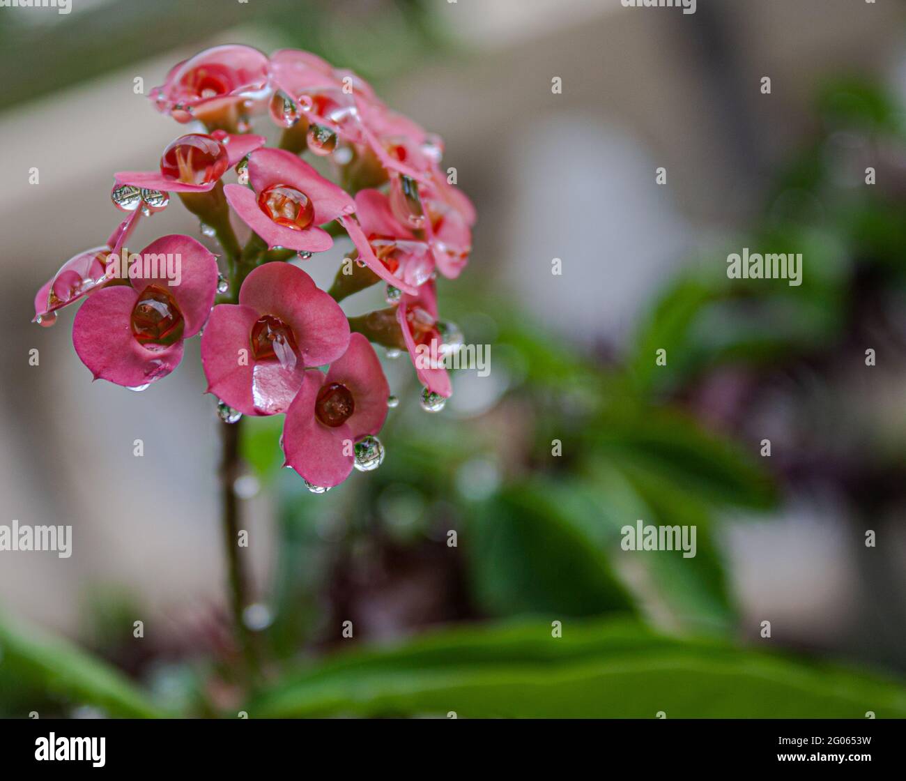 Corona de cristo hi-res stock photography and images - Alamy