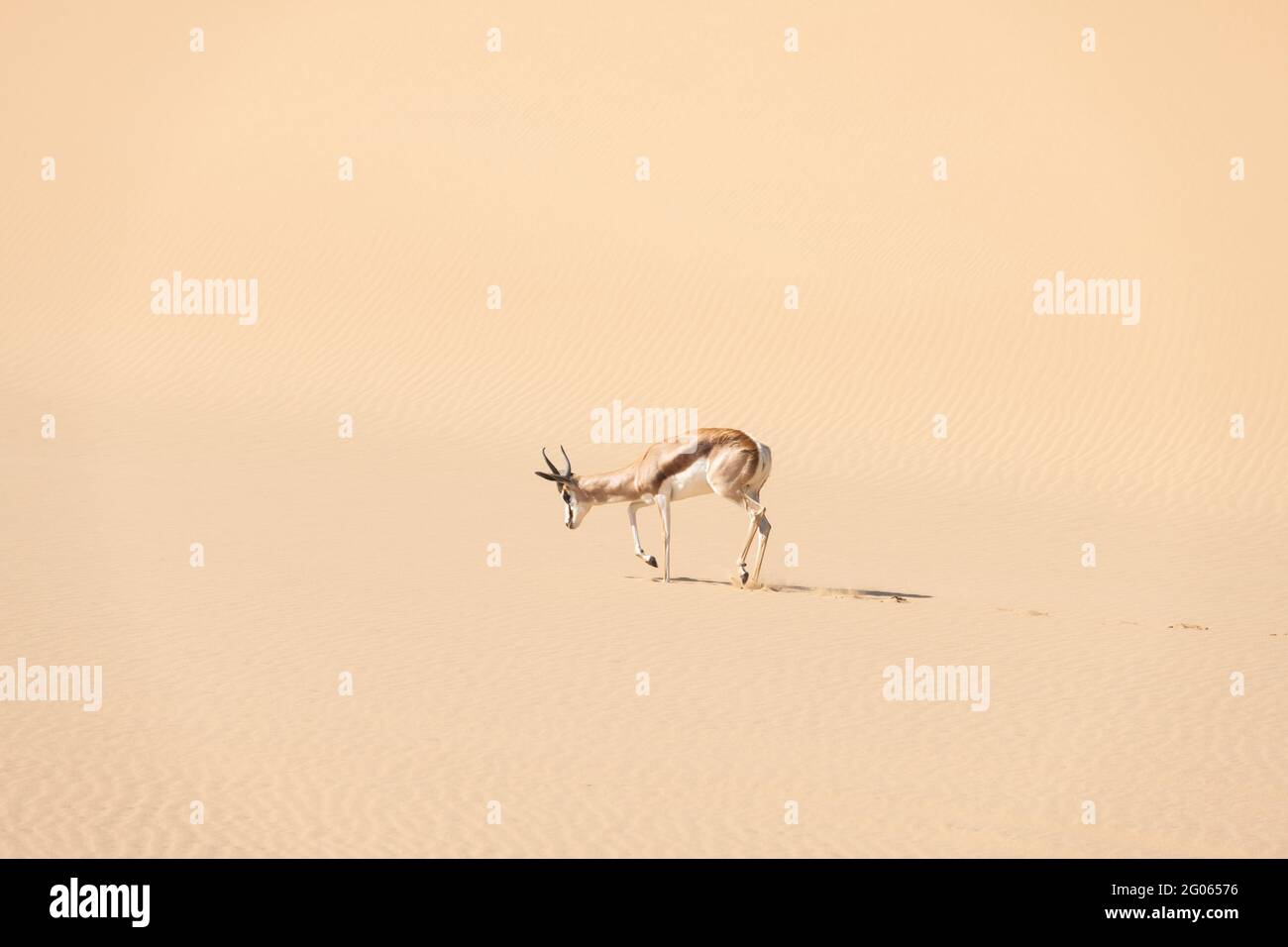 Deer in a dune landscape hi-res stock photography and images - Alamy