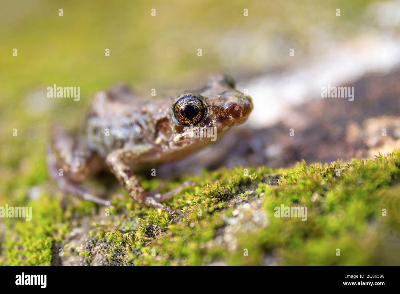 Greenhouse frog hi-res stock photography and images - Alamy