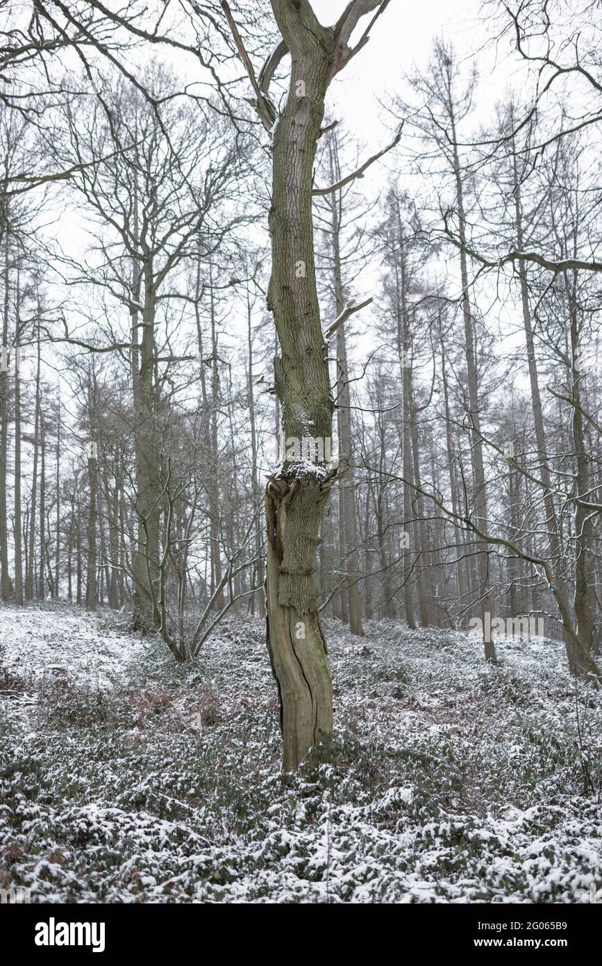 Snowy woodland path in Winter Stock Photo - Alamy