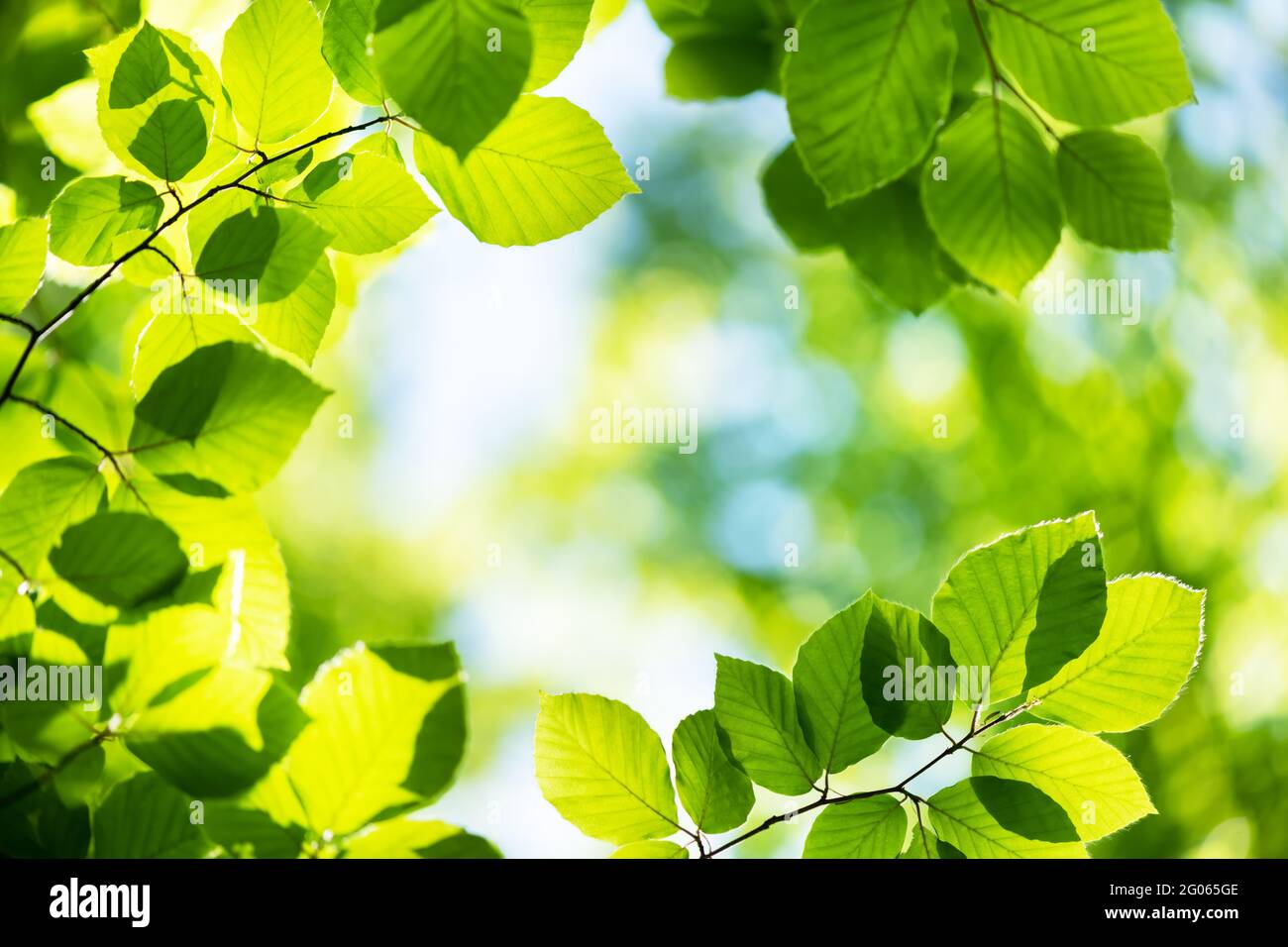 Beech plants hi-res stock photography and images - Alamy