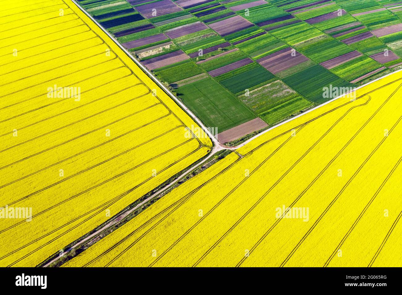 Aerial drone top view of yellow blooming field of rapeseed with lines ...