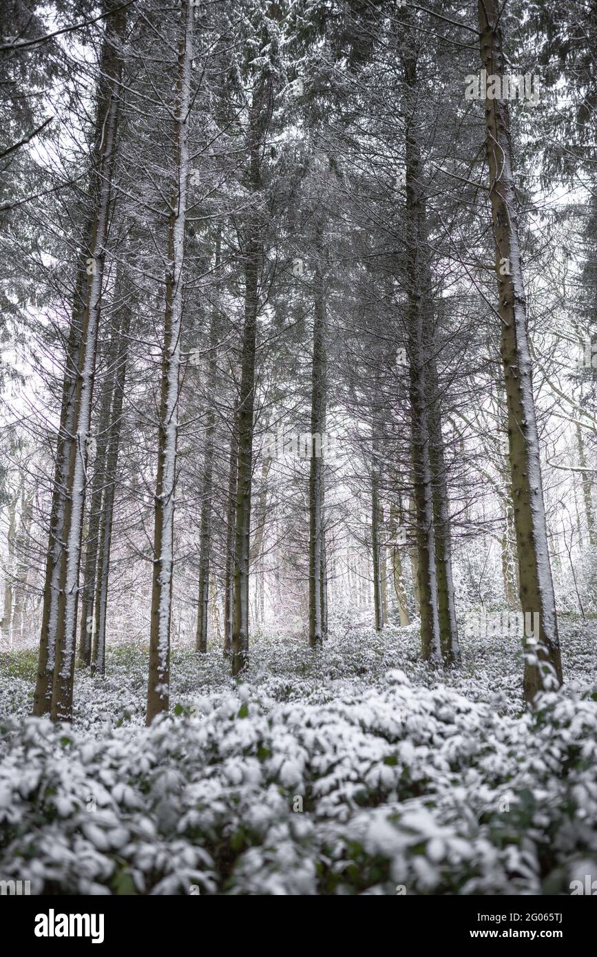 Overgrown path winter hi-res stock photography and images - Alamy