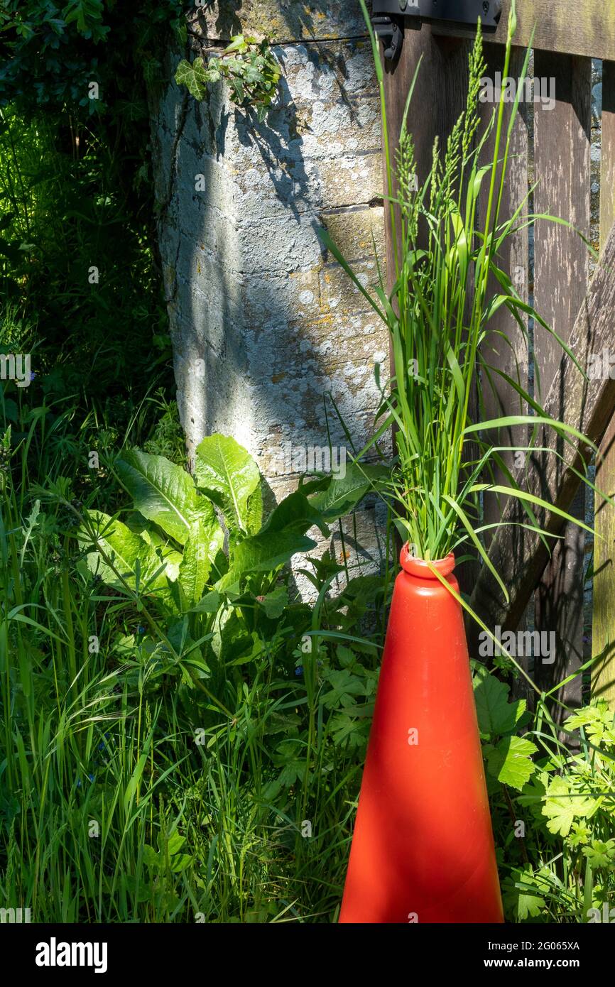 Tall grass forced to grow through a traffic cone giving the appearance ...