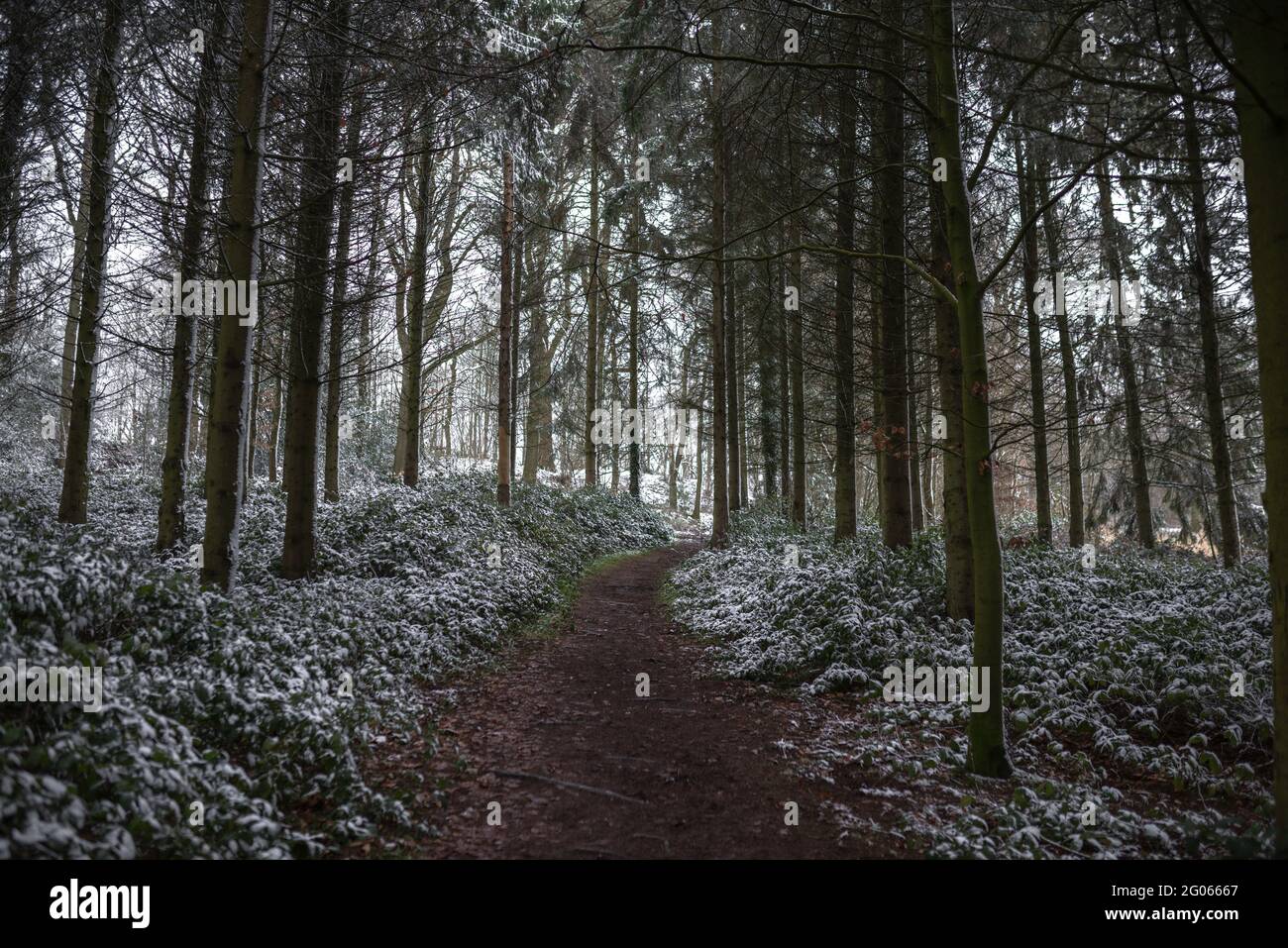 Overgrown path winter hi-res stock photography and images - Alamy