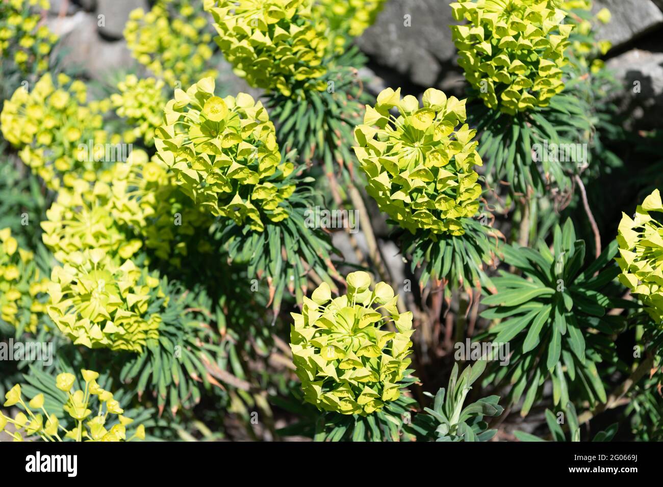 Blooming spurge. Flowering spurge plant. Green flowers on subshrub ...
