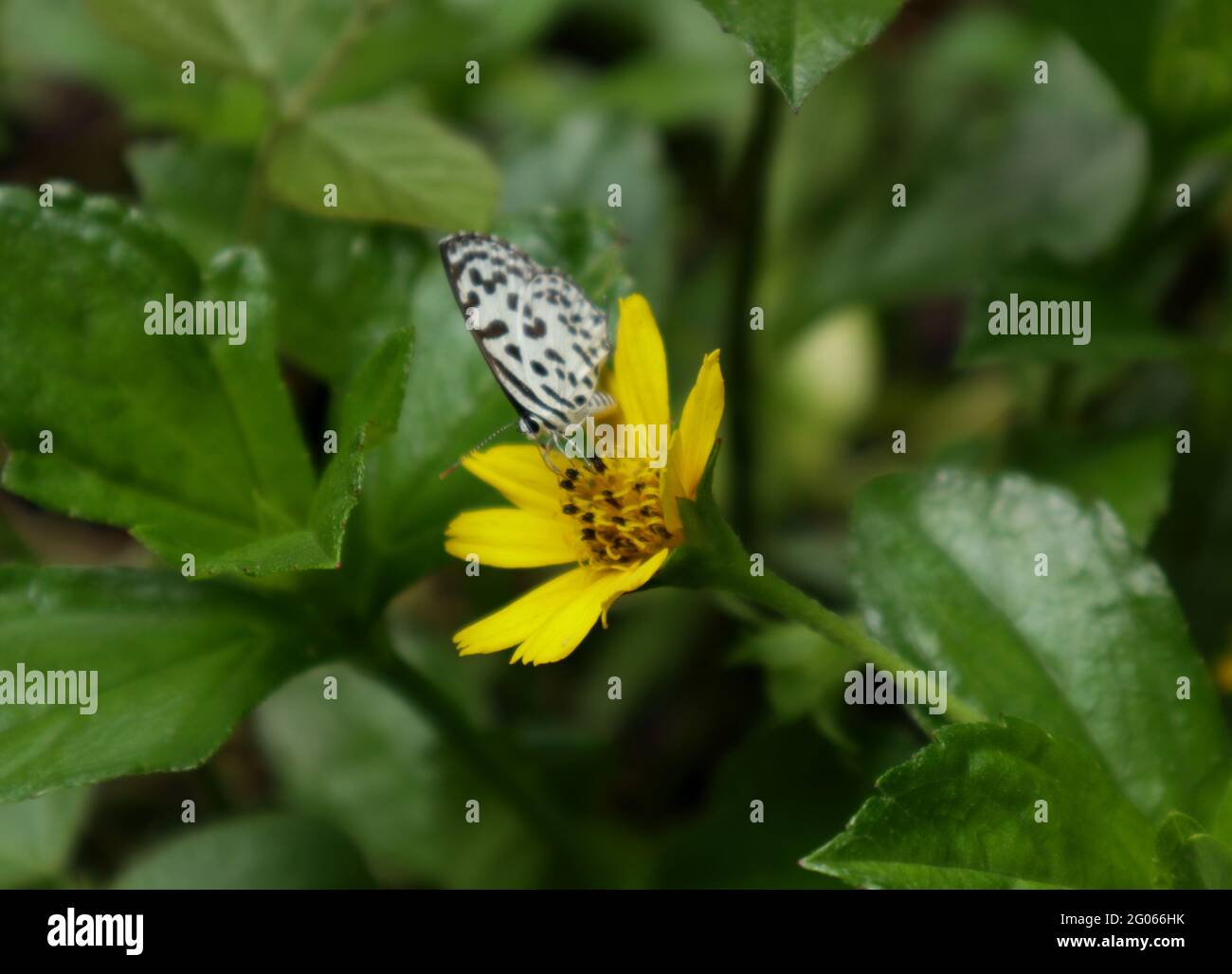 A bent yellow flower and a nectar feeding Common Pierrot butterfly from ...