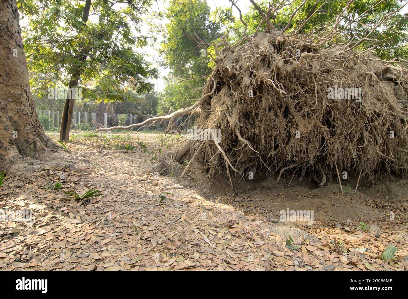 Uprooted tree in jungle, Indian deforestation , imbalance in nature ...