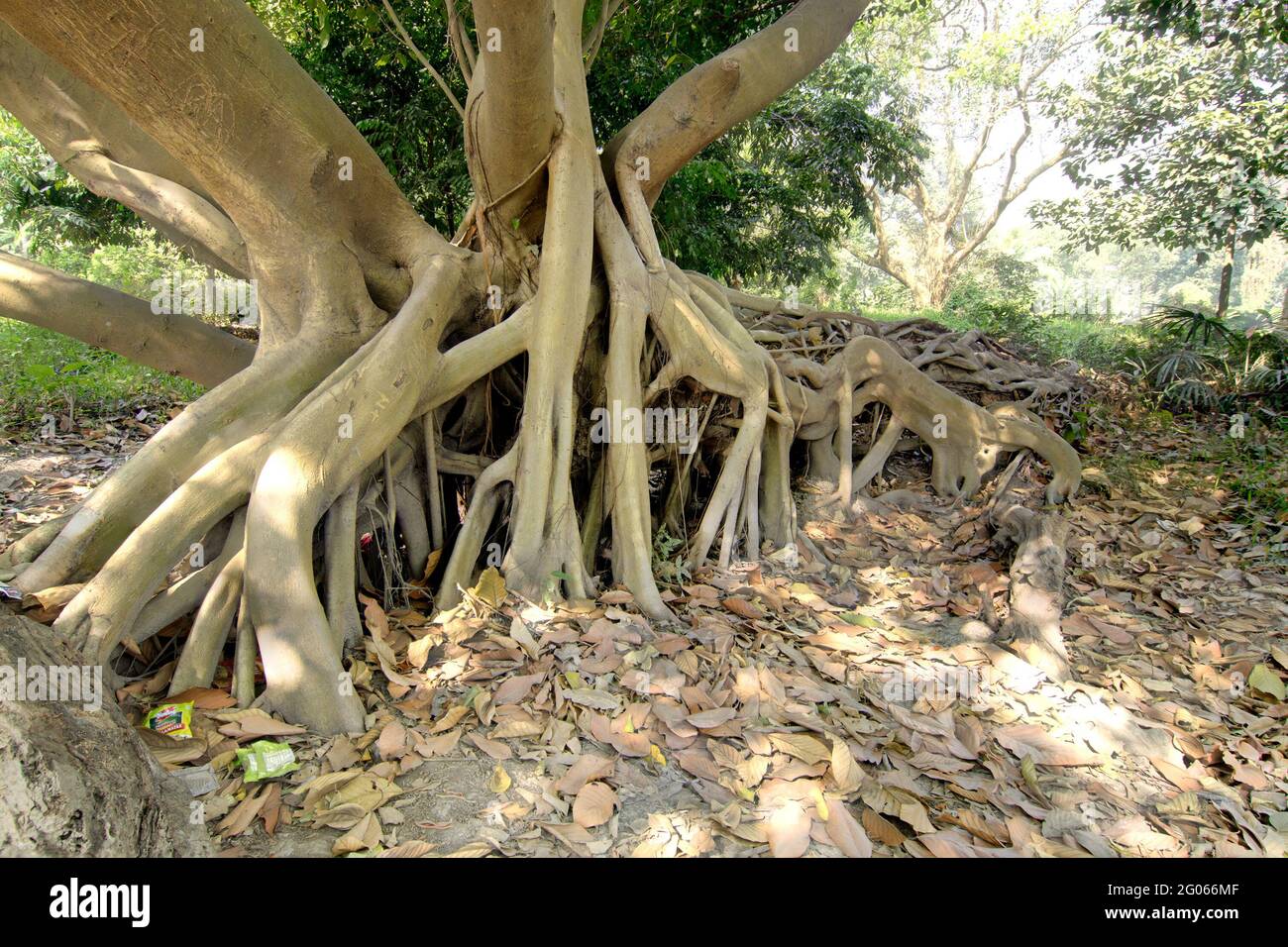 Dry leaves lying still on ground beside huge tree roots in a forest ...