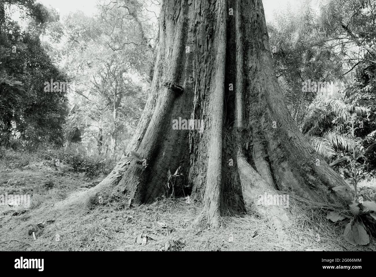 Dry leaves lying still on ground beside huge tree roots in a forest ...